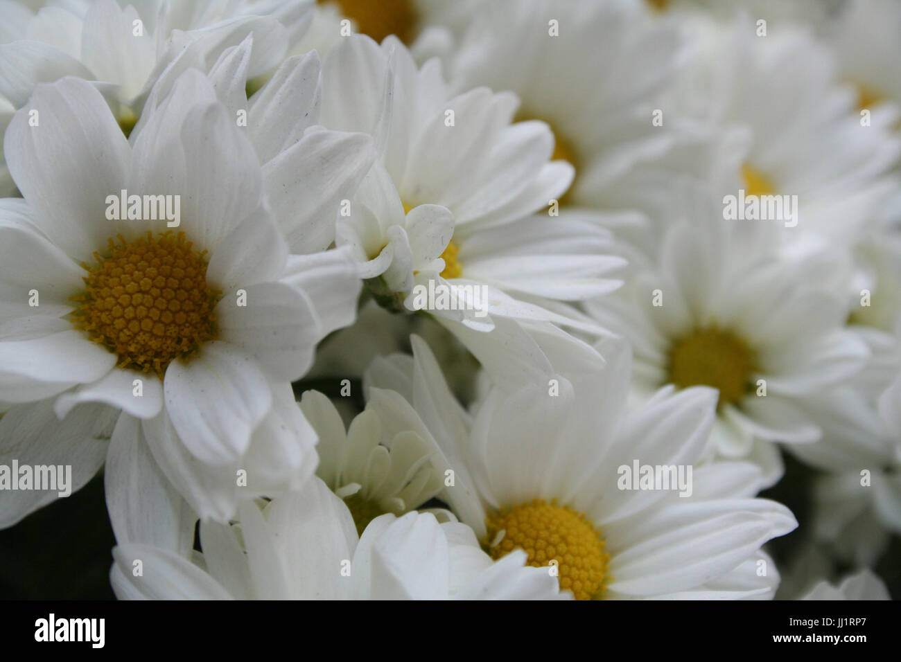 Daisy, Flower, São Paulo, Brazil Stock Photo - Alamy