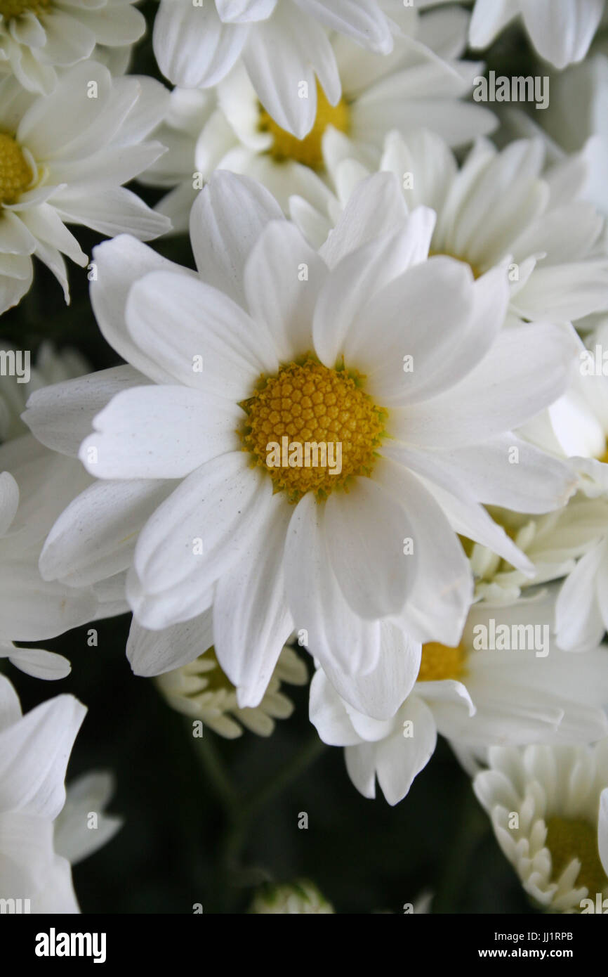 Margarida, Flower, São Paulo, Brazil Stock Photo - Alamy