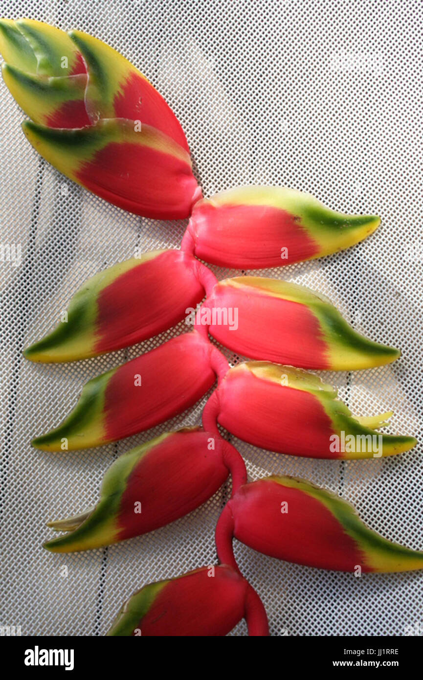 Planta de rio hi-res stock photography and images - Alamy