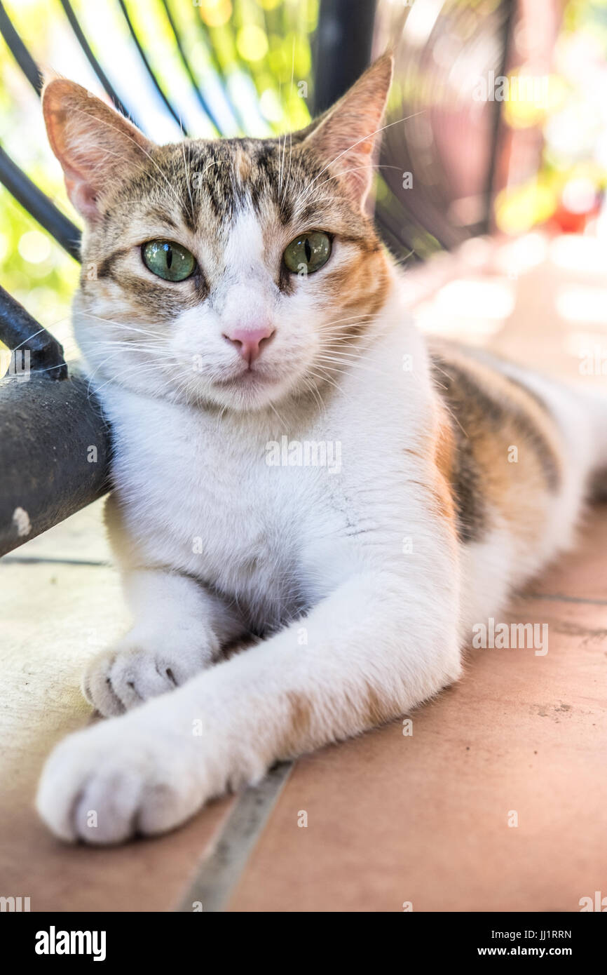 Cat Cute Kitty Kitten Feline Meow Stock Photo - Alamy