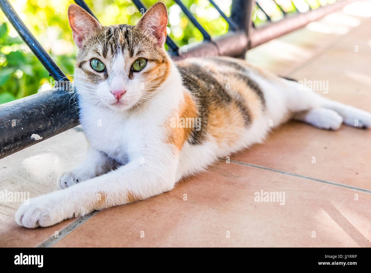 Cat Cute Kitty Kitten Feline Meow Stock Photo - Alamy