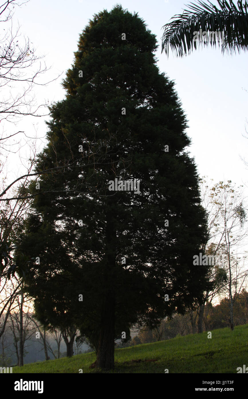 Pine tree, São Paulo, Brazil Stock Photo - Alamy