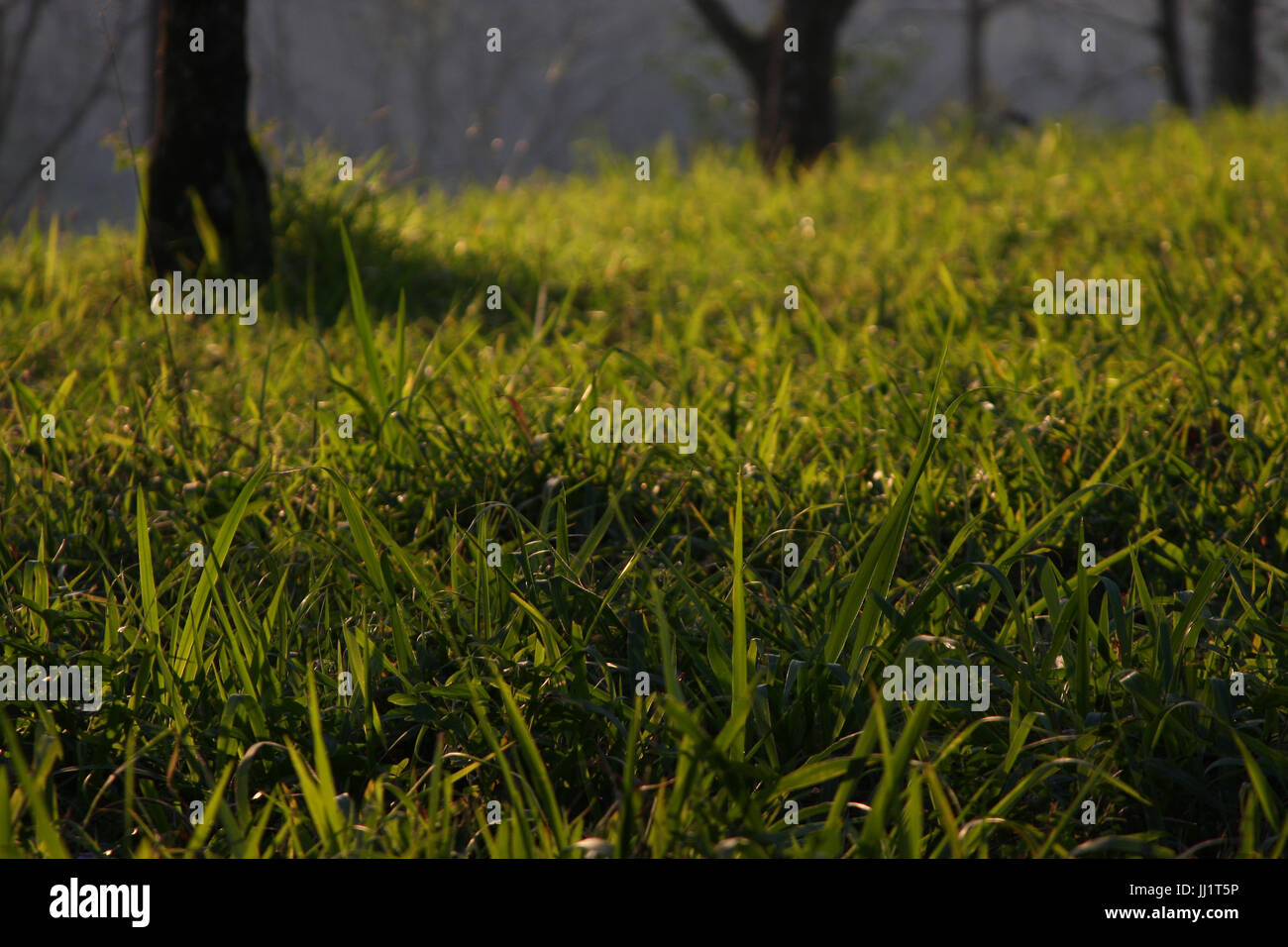 Gram, São Paulo, Brazil Stock Photo - Alamy