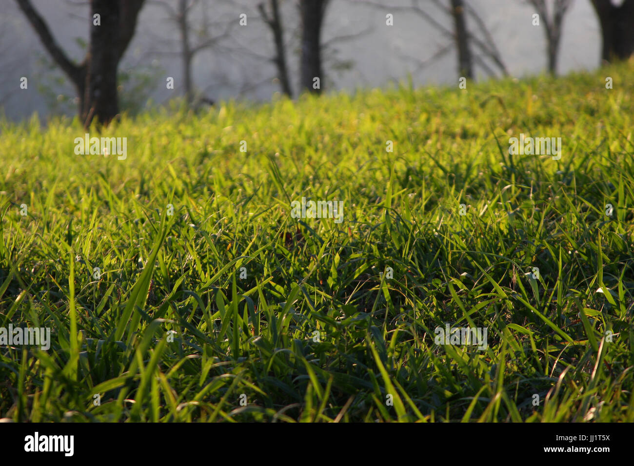 Gram, São Paulo, Brazil Stock Photo - Alamy