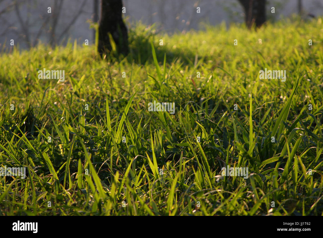 Gram, São Paulo, Brazil Stock Photo - Alamy