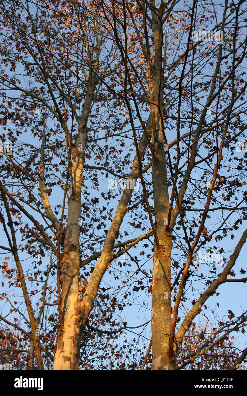 Tree, São Paulo, Brazil Stock Photo - Alamy