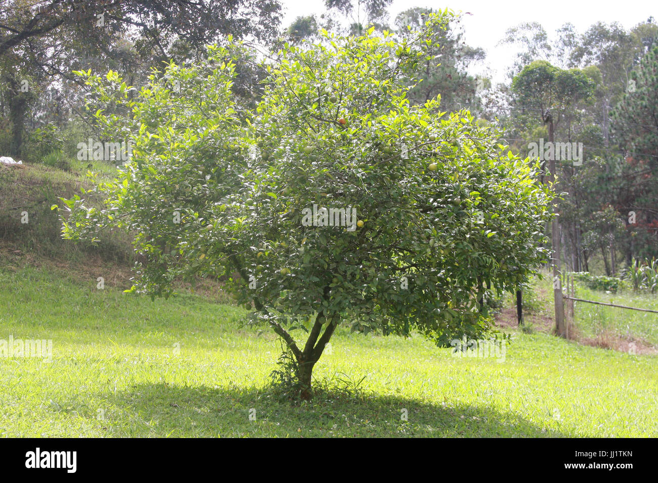 Tree, São Paulo, Brazil Stock Photo - Alamy