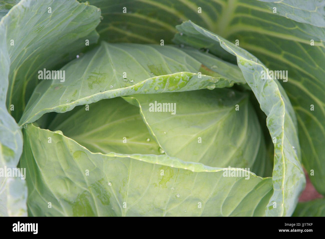Cabbage, São Paulo, Brazil Stock Photo - Alamy