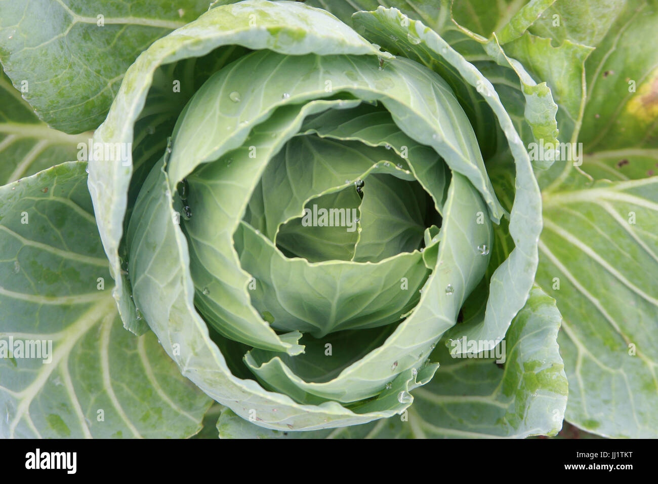 Cabbage, São Paulo, Brazil Stock Photo - Alamy