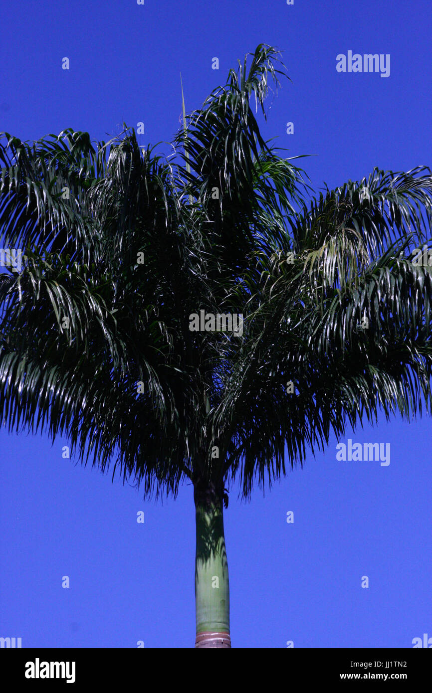 Coconut tree, São Paulo, Brazil Stock Photo - Alamy