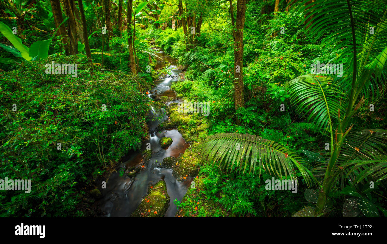 Jungle stream, Wailuku River State Park, Hilo, The Big Island, Hawaii ...