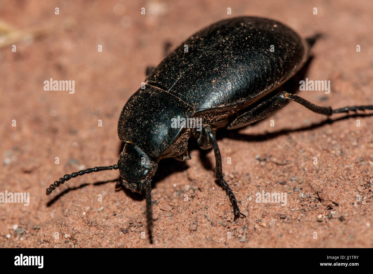 Beetle (blaps mucronata) eating on a clay soil Stock Photo - Alamy