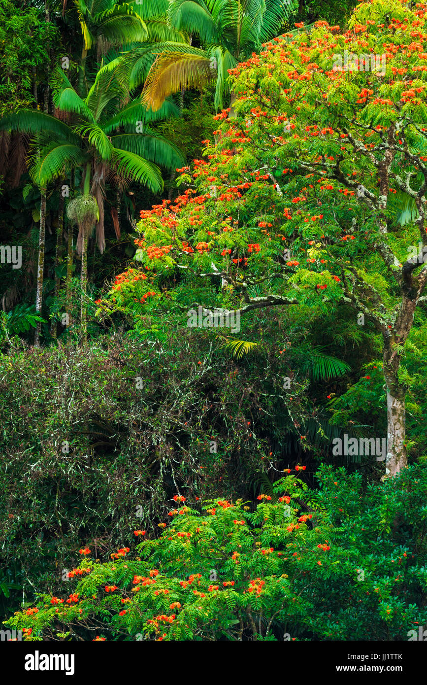 African Tulip tree and lush vegetation on the Hamakua Coast, The Big ...