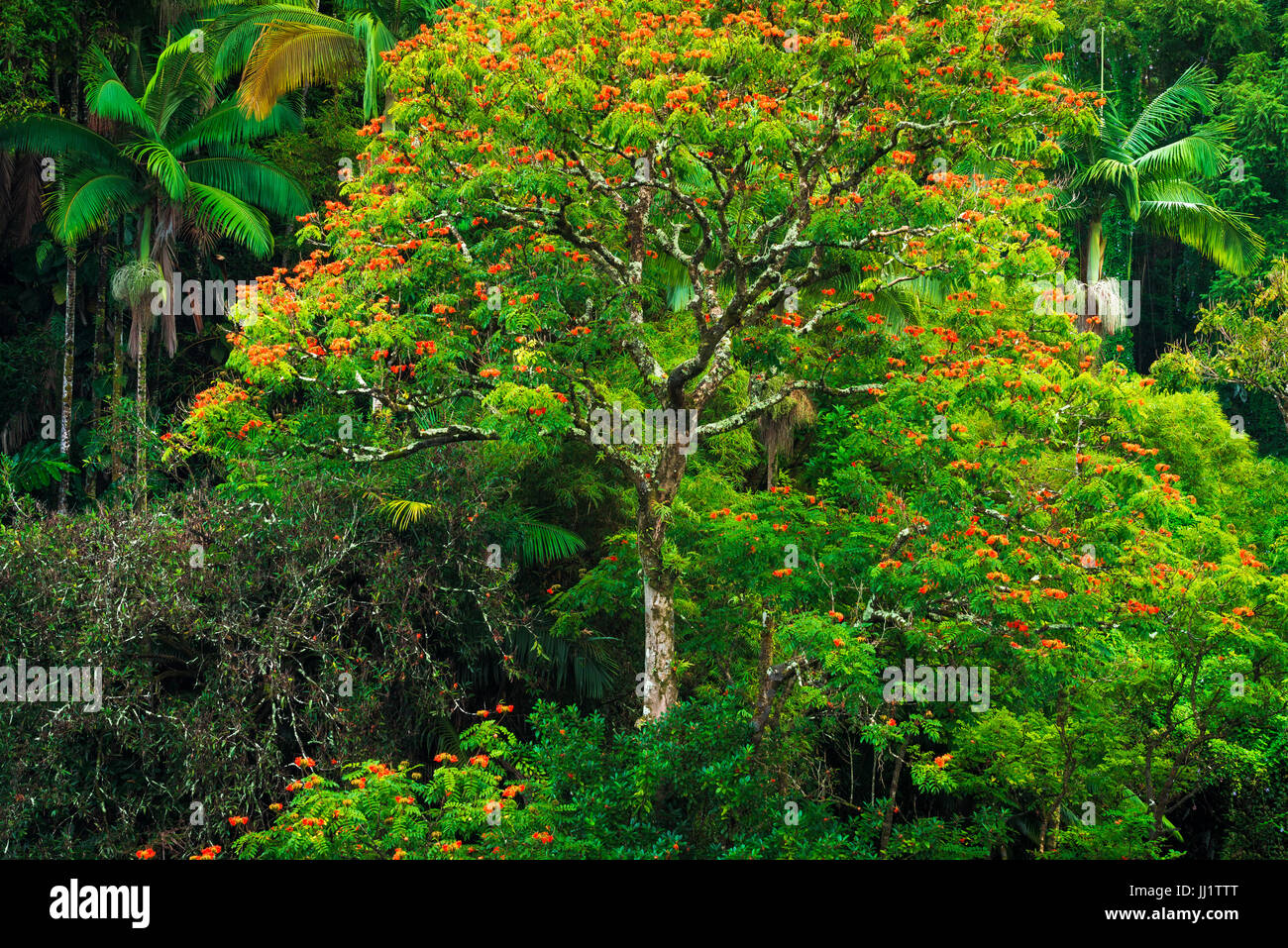 African Tulip tree and lush vegetation on the Hamakua Coast, The Big ...