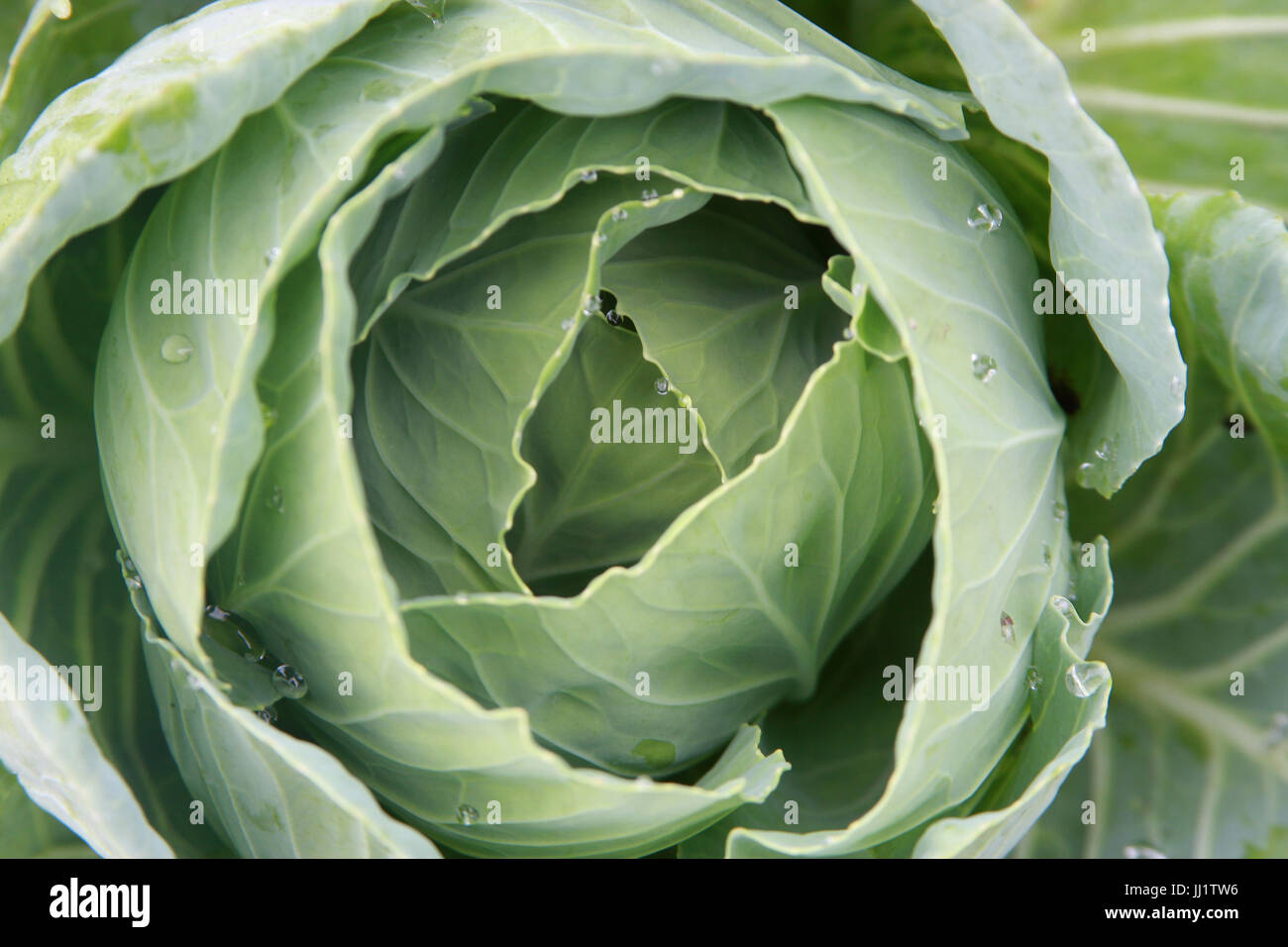 Cabbage, São Paulo, Brazil Stock Photo - Alamy