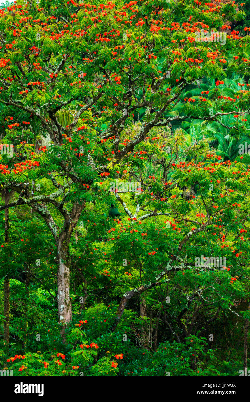 African Tulip tree and lush vegetation on the Hamakua Coast, The Big ...