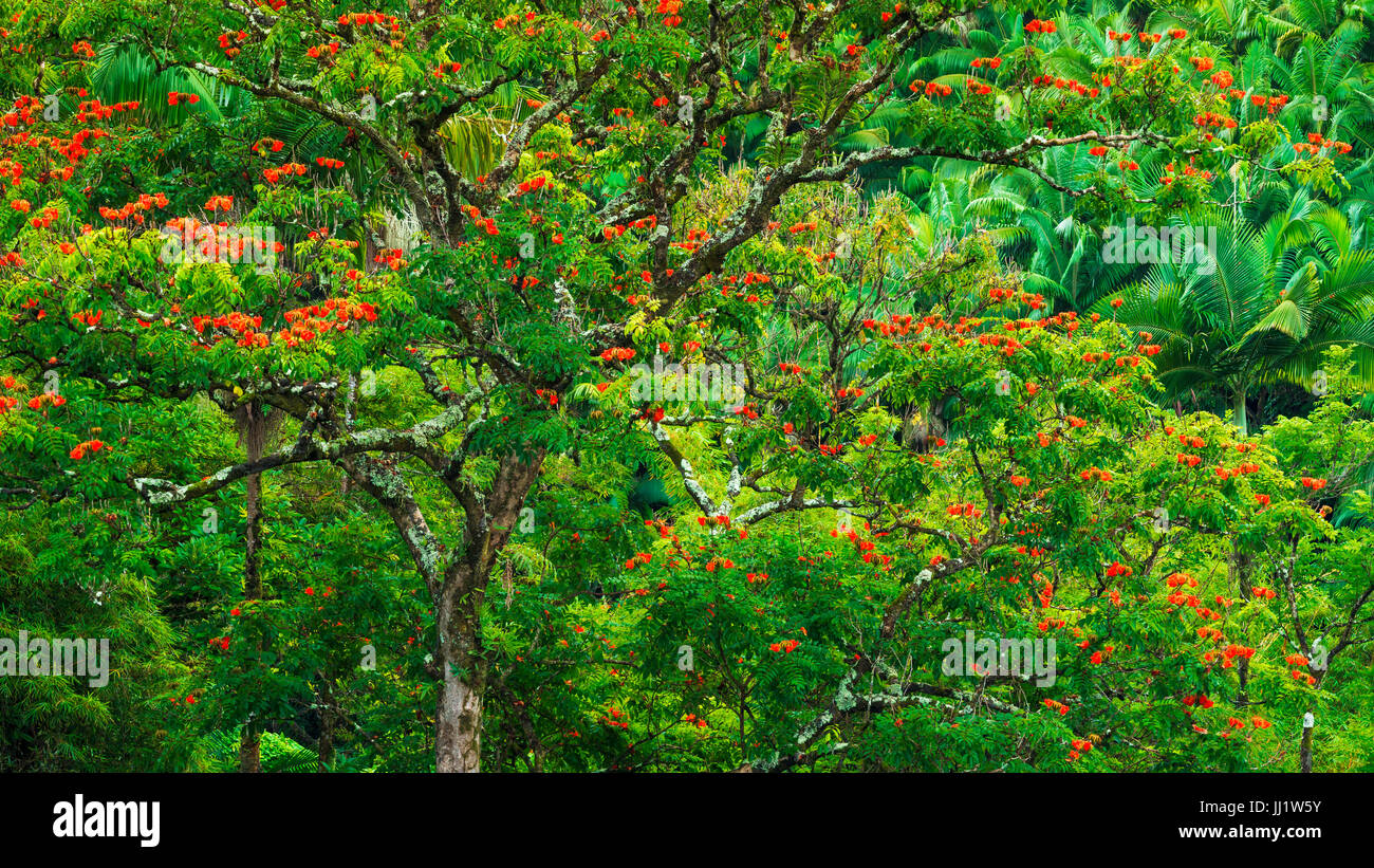 African Tulip tree and lush vegetation on the Hamakua Coast, The Big ...