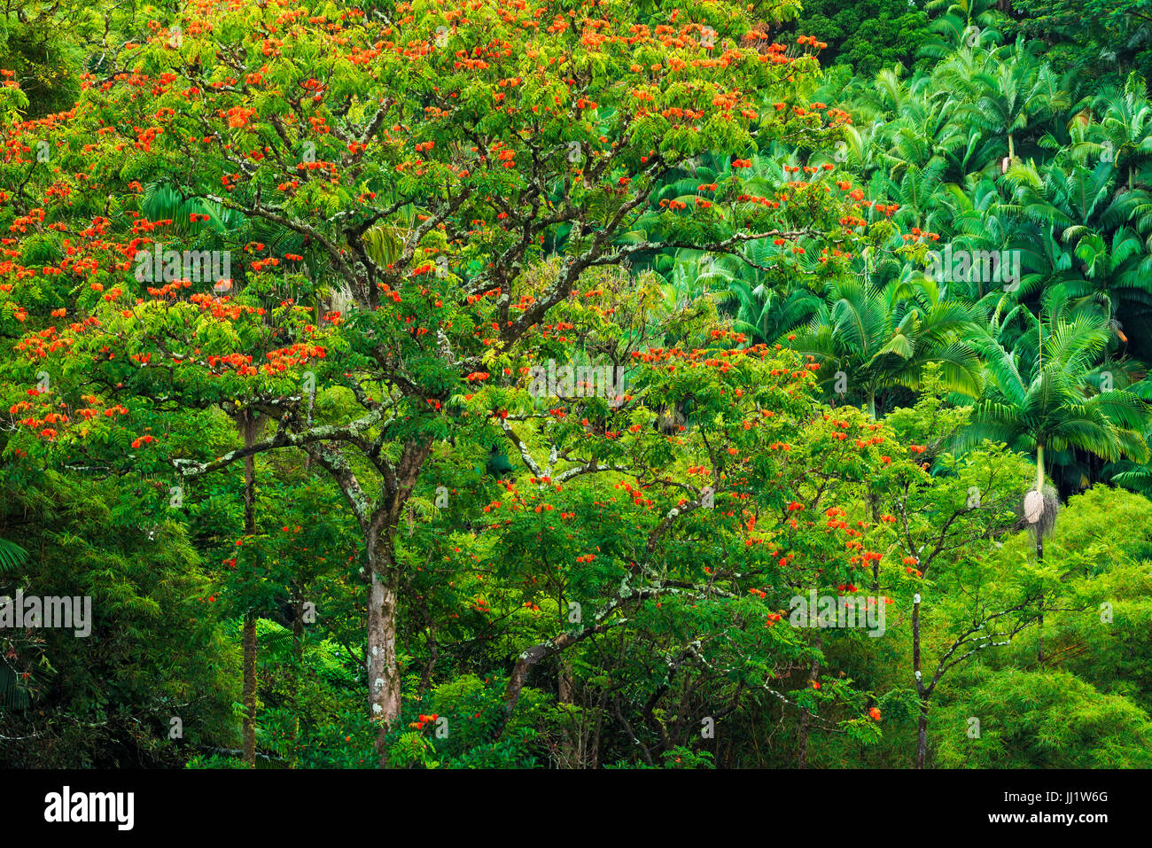 African Tulip tree and lush vegetation on the Hamakua Coast, The Big ...