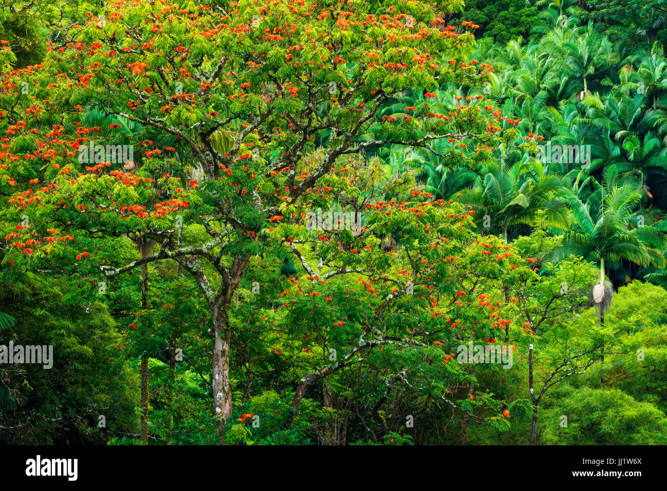 African tuliptree spathodea campanulata hi-res stock photography and ...
