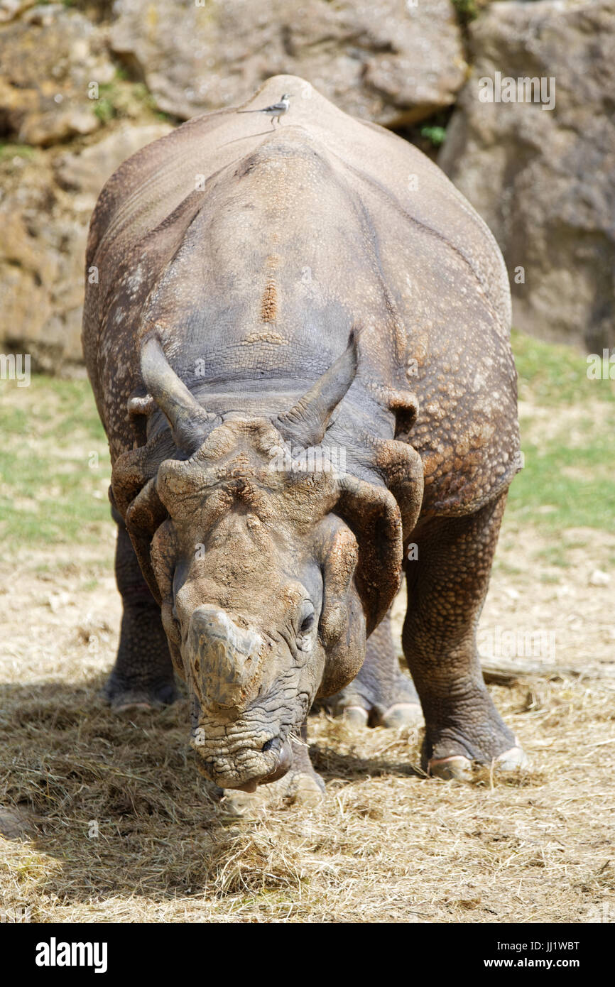 Javan rhinoceros hi-res stock photography and images - Alamy