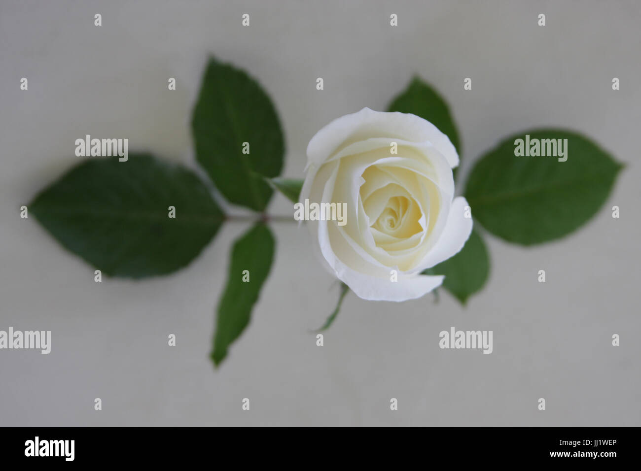 Flower, Rose, Cotia, São Paulo, Brazil Stock Photo - Alamy