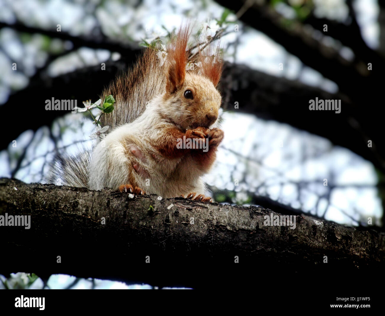 Mother squirrel in the Gorky Park, Odessa, Ukraine Stock Photo - Alamy