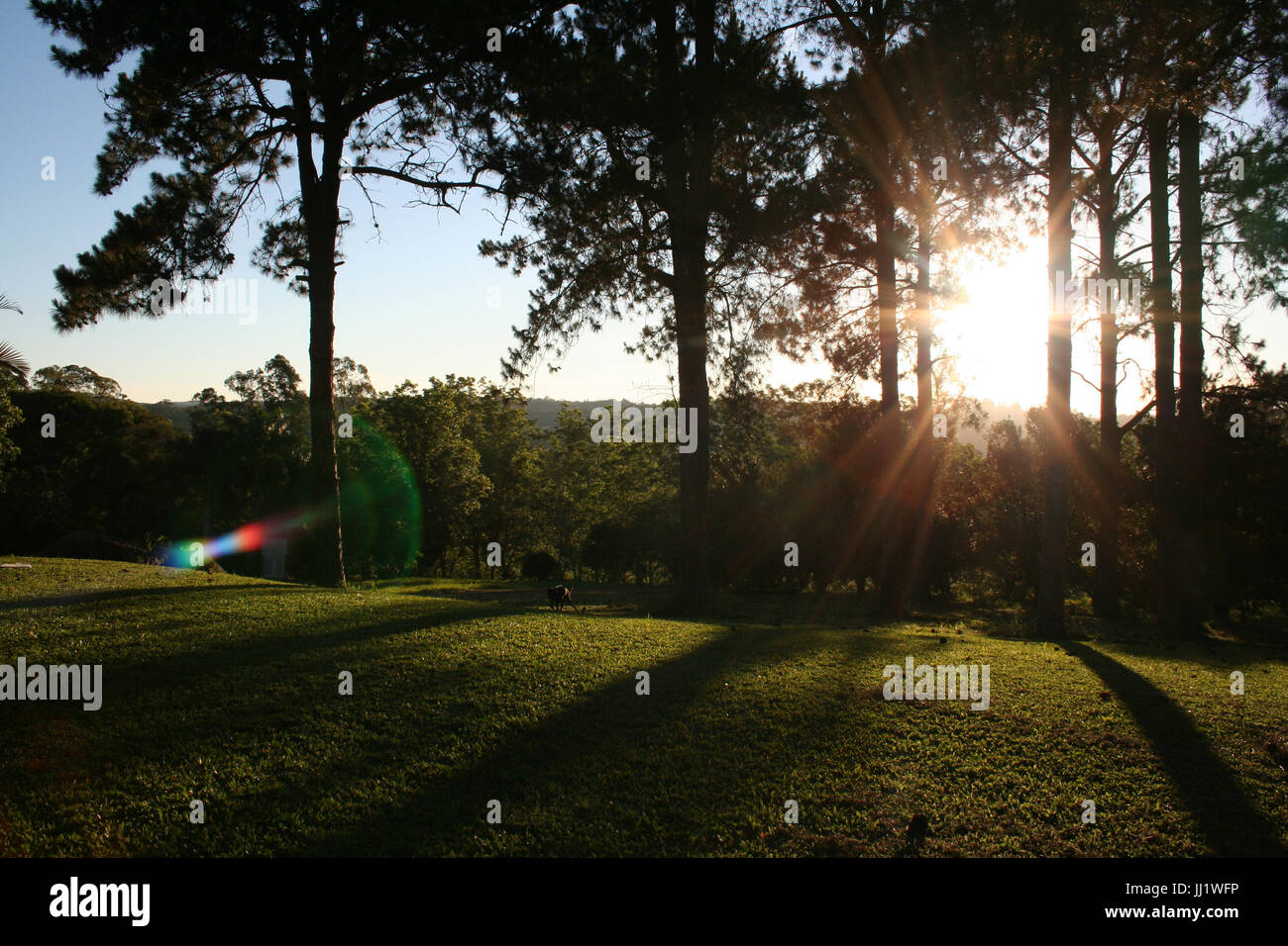 Sunset, Trees, Cotia, São Paulo, Brazil Stock Photo - Alamy
