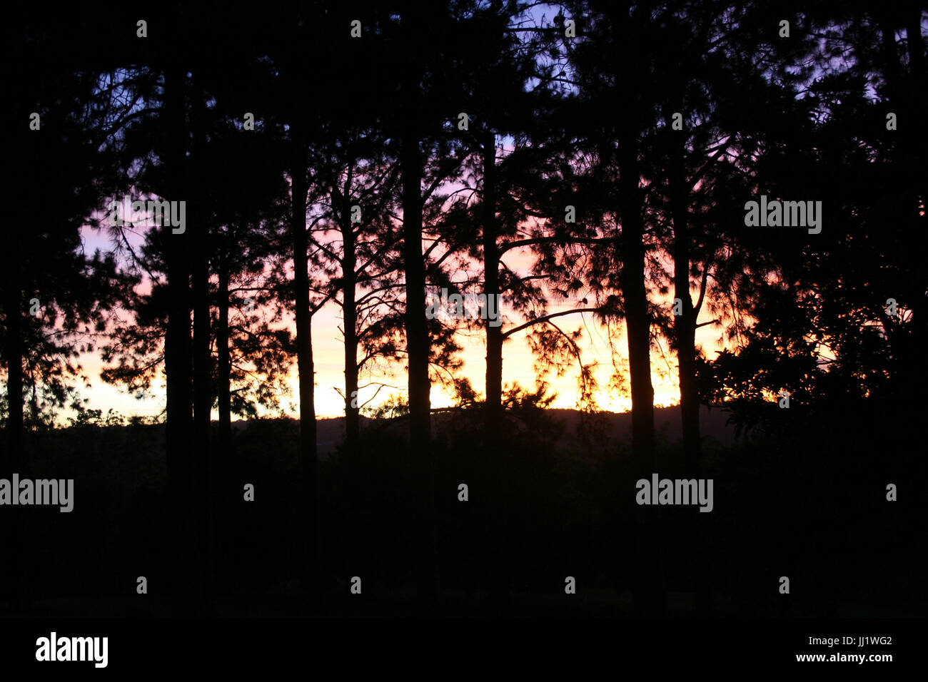 Sunset, Trees, Cotia, São Paulo, Brazil Stock Photo - Alamy