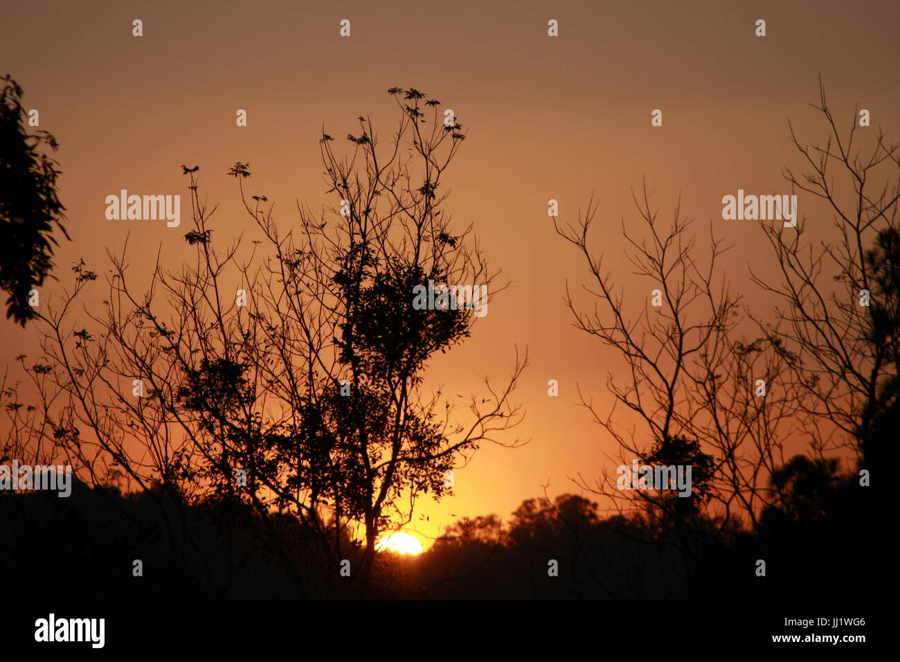 Sunset, Trees, Cotia, São Paulo, Brazil Stock Photo - Alamy