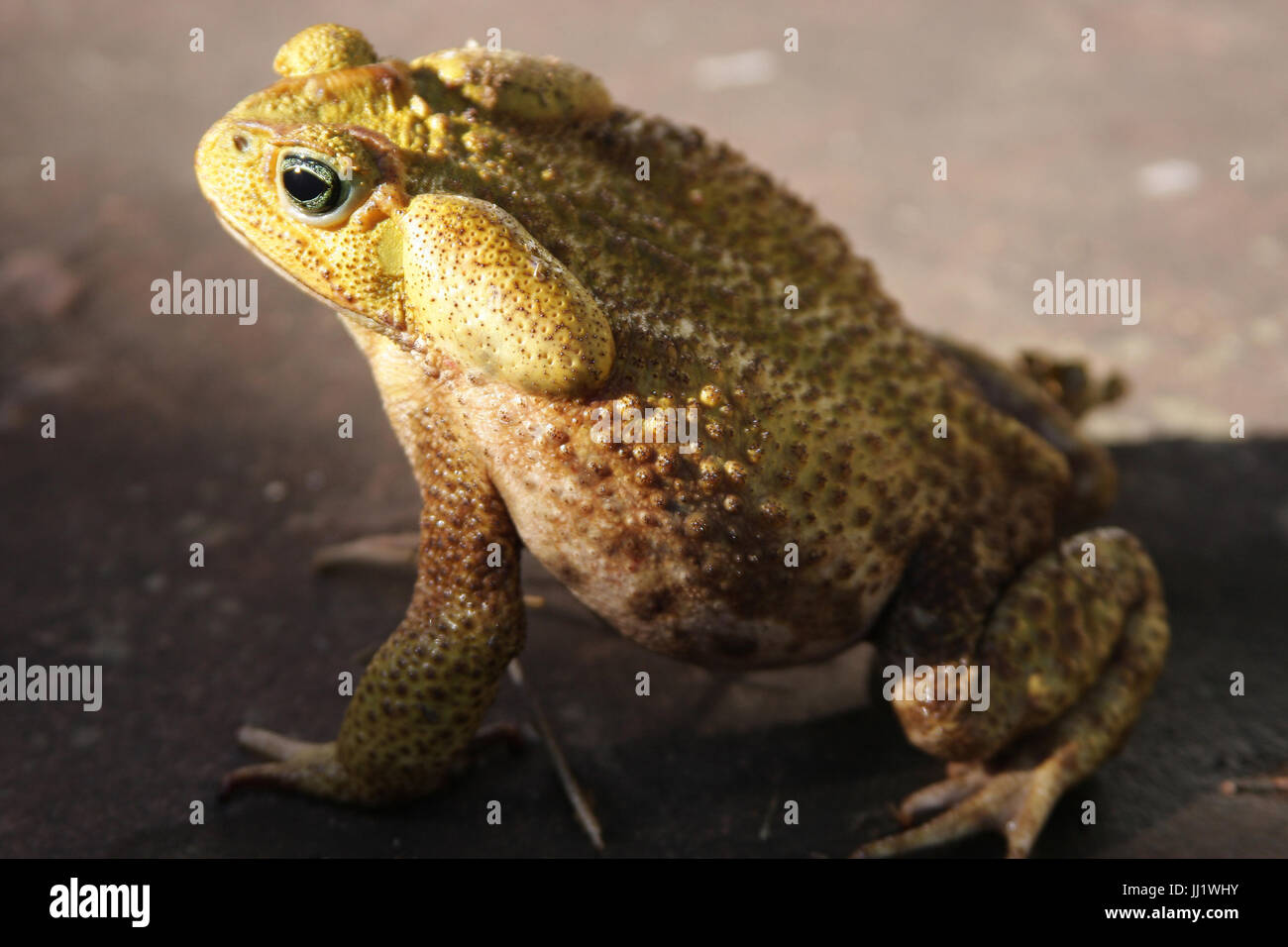 Animal, Toad, Cotia, São Paulo, Brazil Stock Photo - Alamy