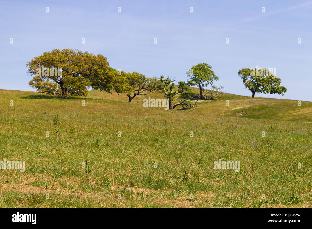 Cork trees in a farm field in Vale Seco, Santiago do Cacem, Alentejo ...