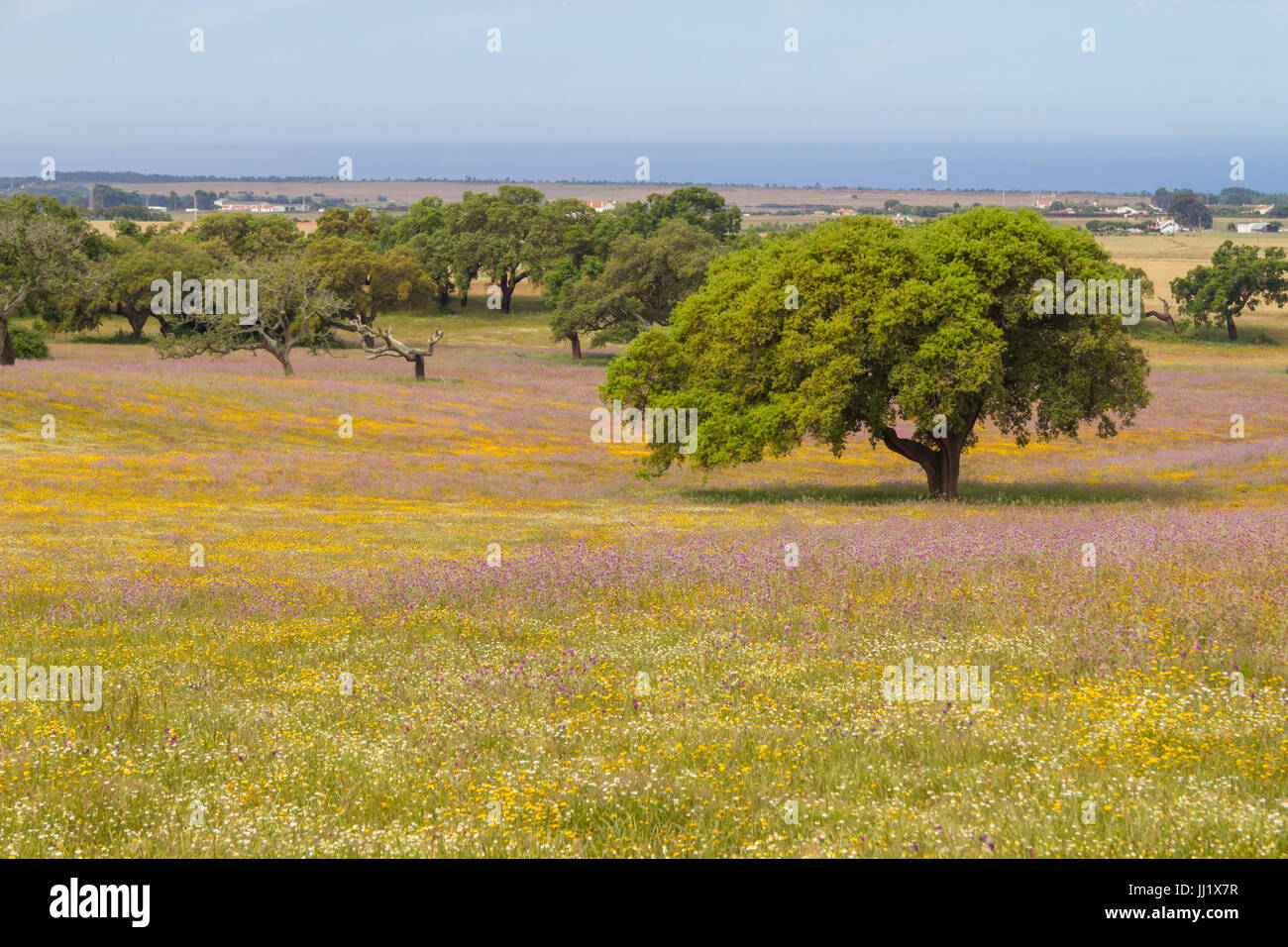 Farm field with flowers and Cork tree in Porto Covo, Alentejo, Portugal ...
