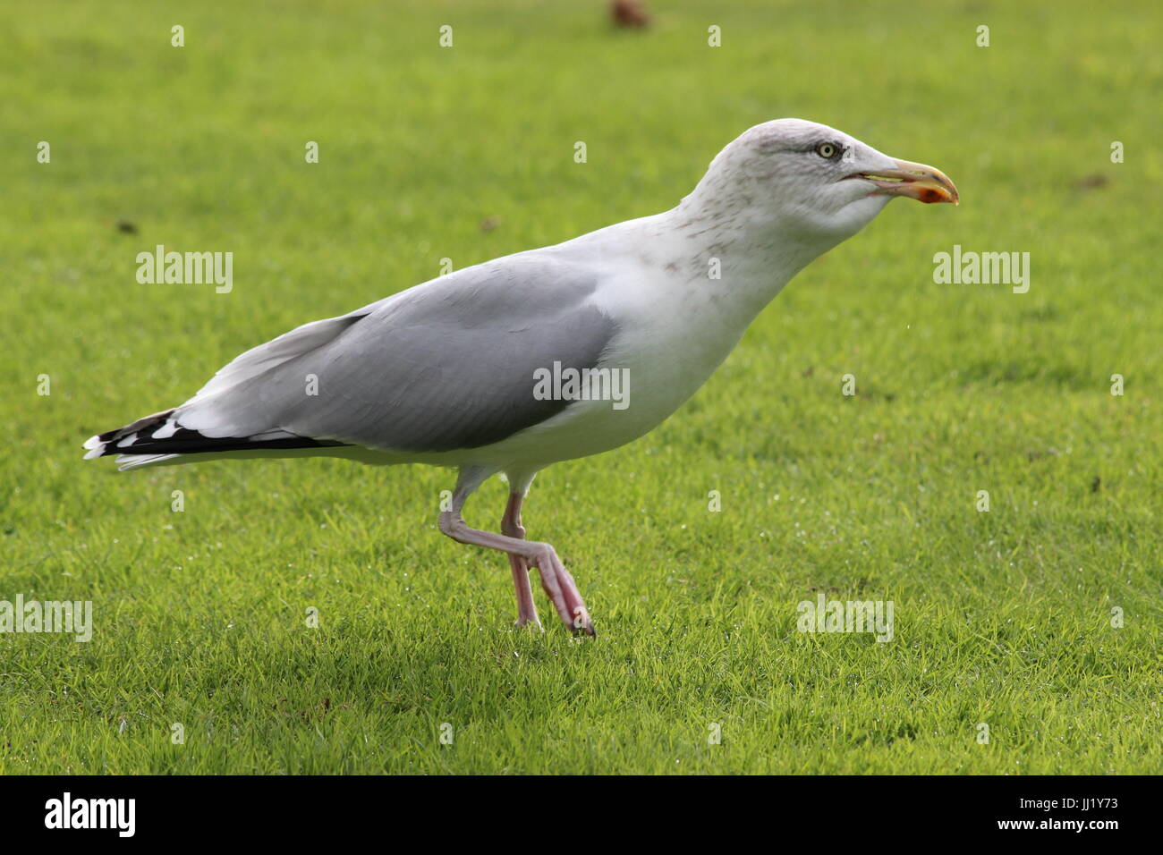 Side view of seagull on grass hi-res stock photography and images - Alamy