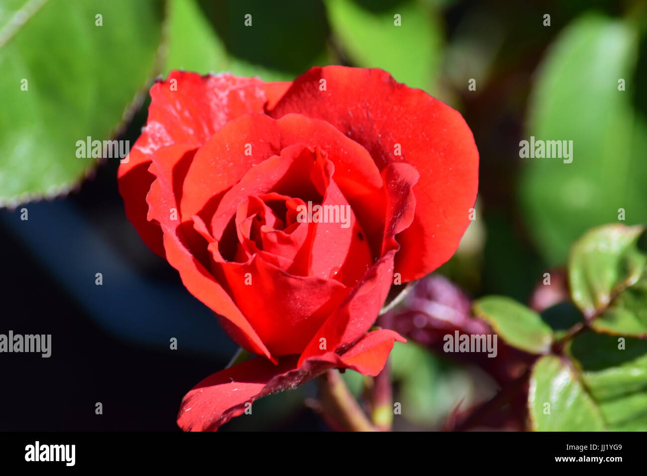 Tea rose, red Stock Photo - Alamy