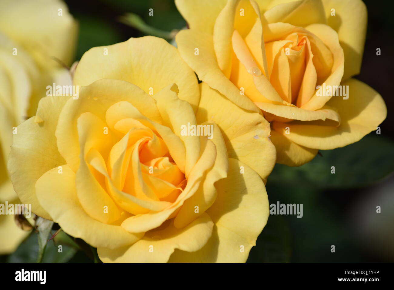 Two yellow roses Stock Photo - Alamy