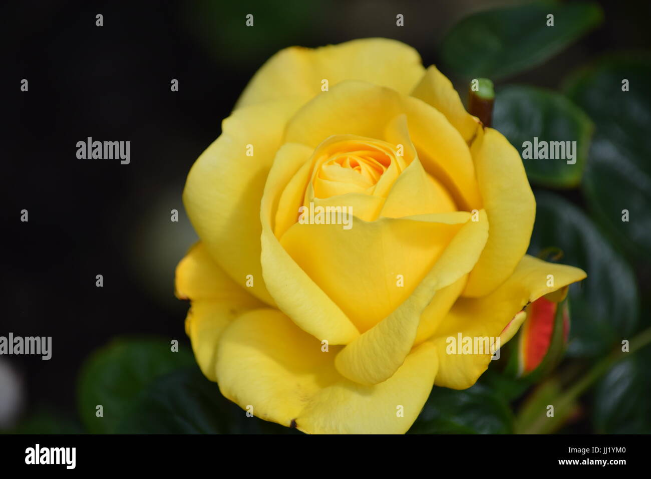 Large yellow rose Stock Photo - Alamy