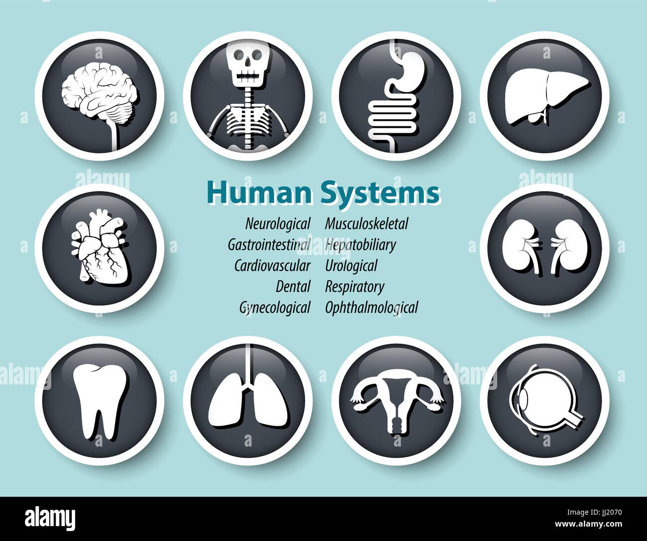 Hepatobiliary System High Resolution Stock Photography and Images - Alamy