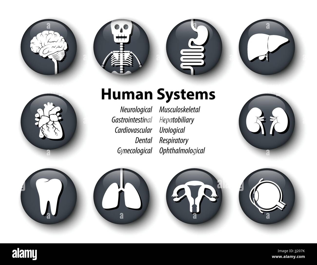 Set of human systems icon . Round glass cover design . Vector Stock ...