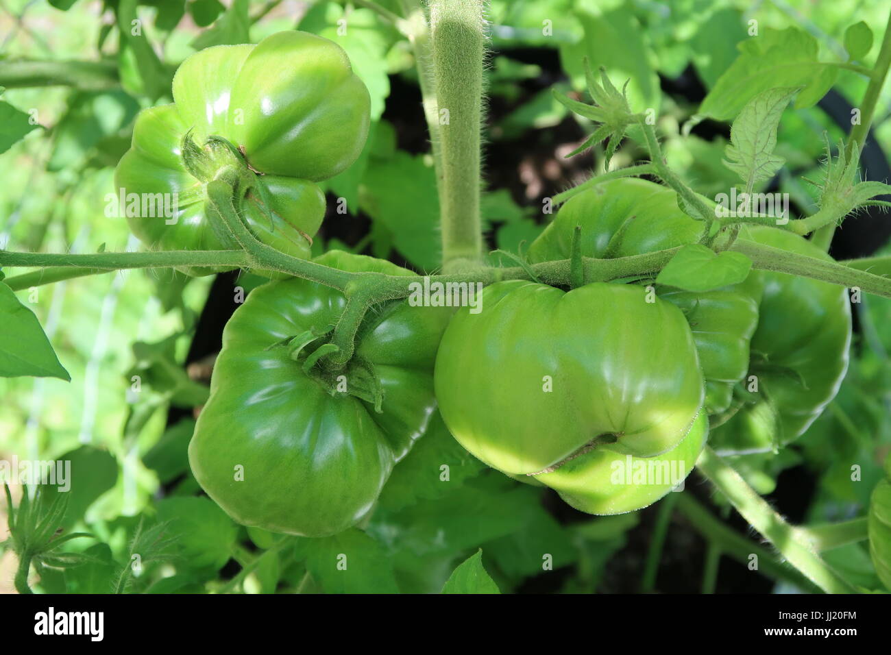 Black Krim tomato, a green heirloom tomato growing on plant Stock Photo ...