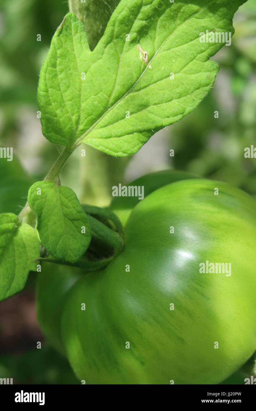 Black Krim tomato, a green heirloom tomato growing on plant Stock Photo ...