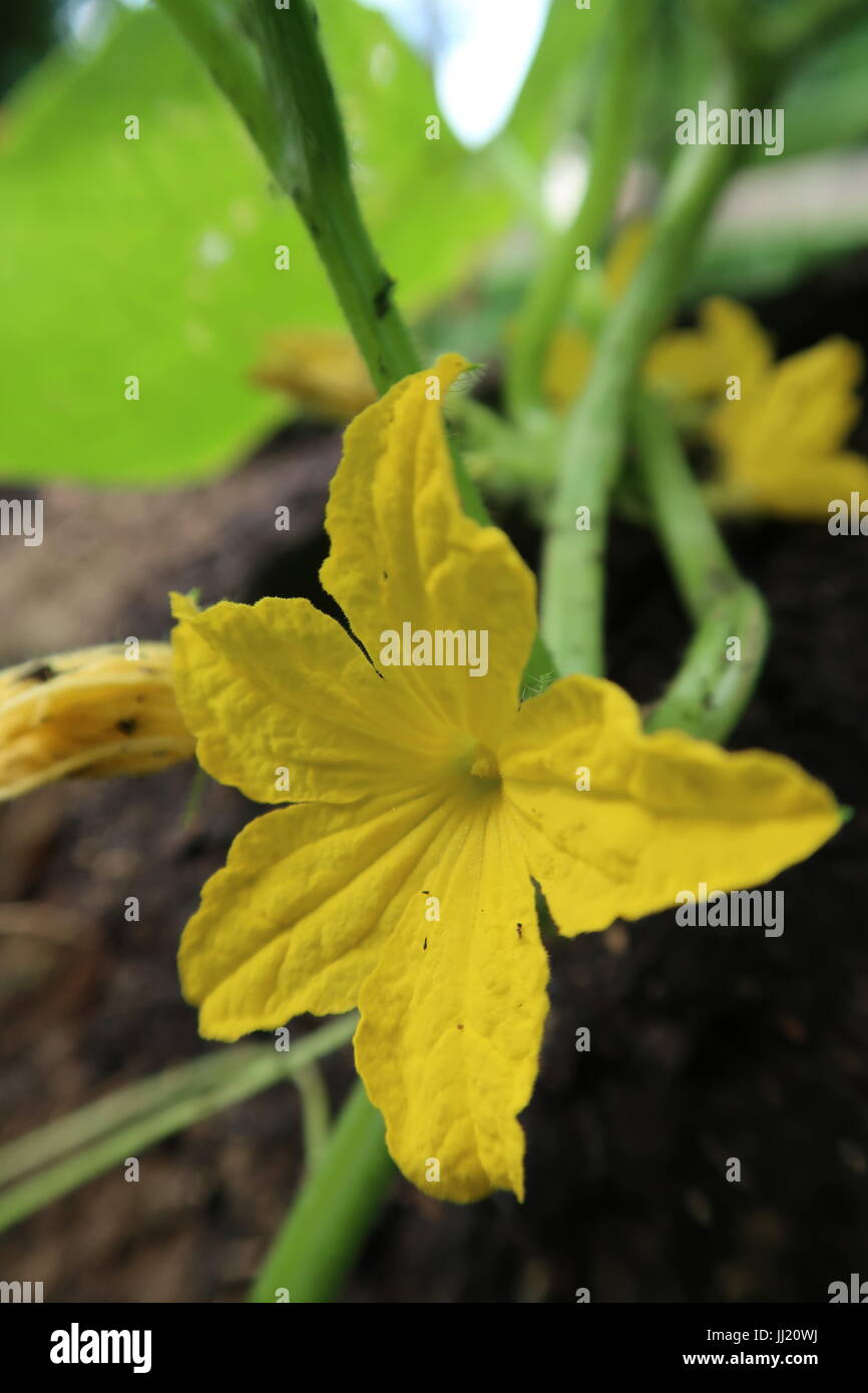 Cucumber plants hi-res stock photography and images - Alamy