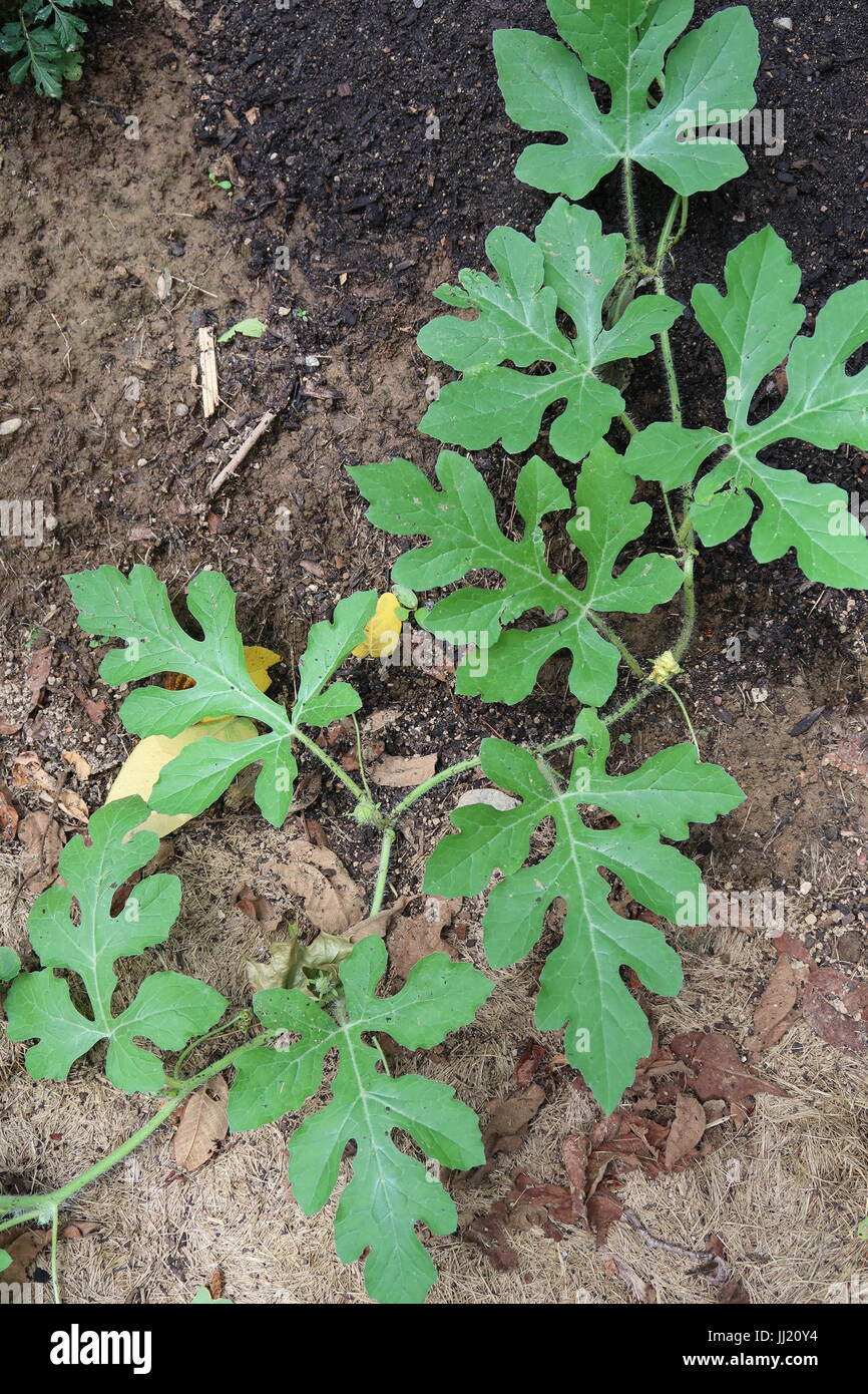 watermelon plants growing in a vegetable garden Stock Photo - Alamy