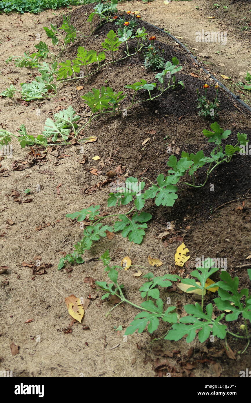 watermelon plants growing in a vegetable garden Stock Photo - Alamy