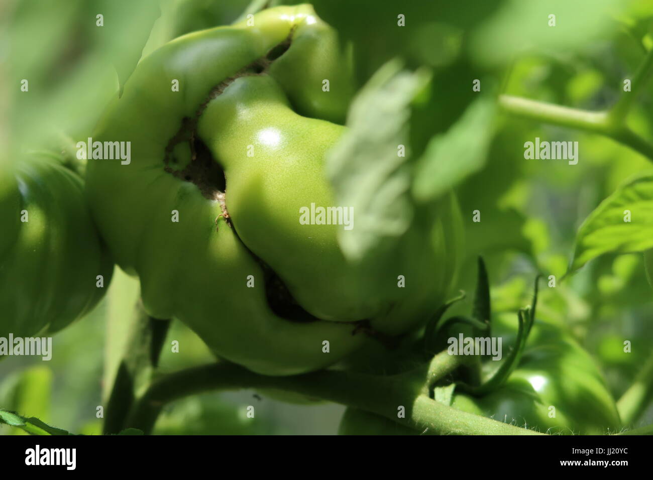 Black Krim Tomato High Resolution Stock Photography and Images - Alamy