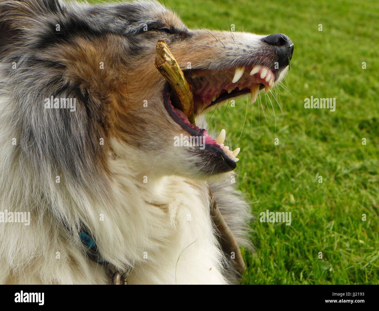 Shetland sheep dog or Sheltie Stock Photo - Alamy