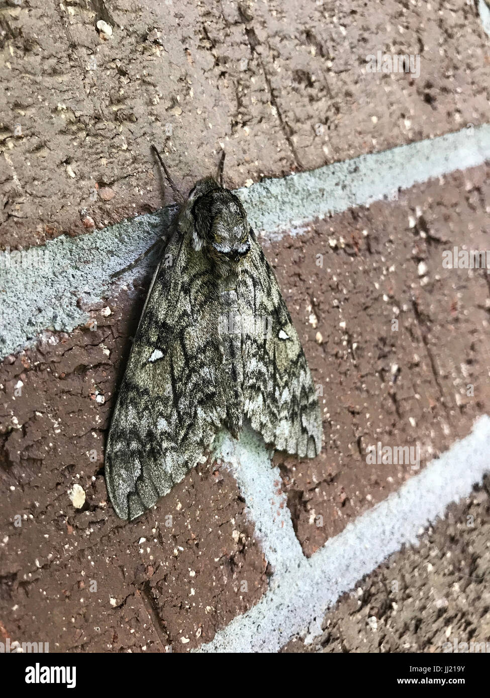 Waved Sphinx Moth on brick wall Stock Photo - Alamy