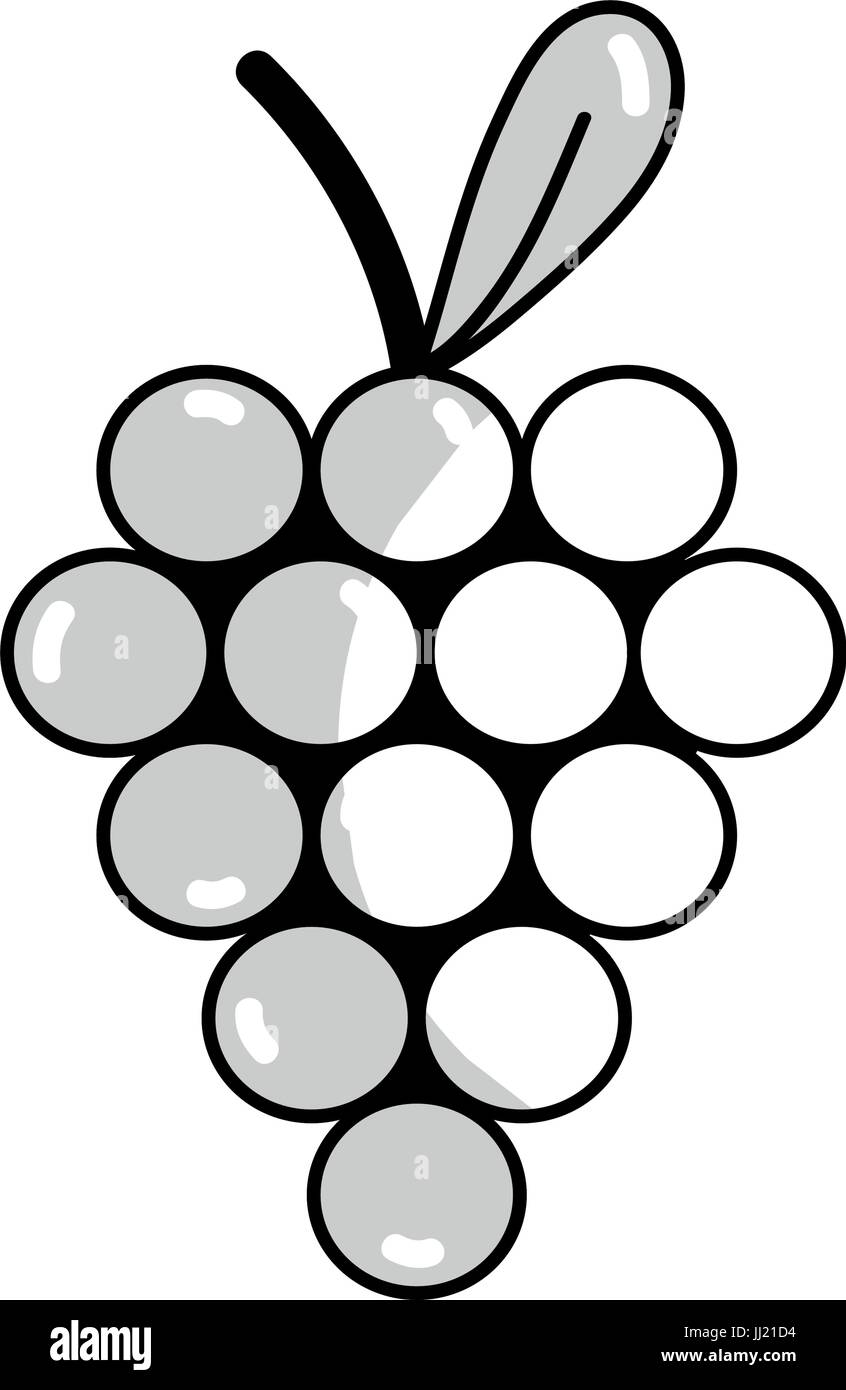 line delicious grape fruit with vitamins and protein Stock Vector Image & Art - Alamy