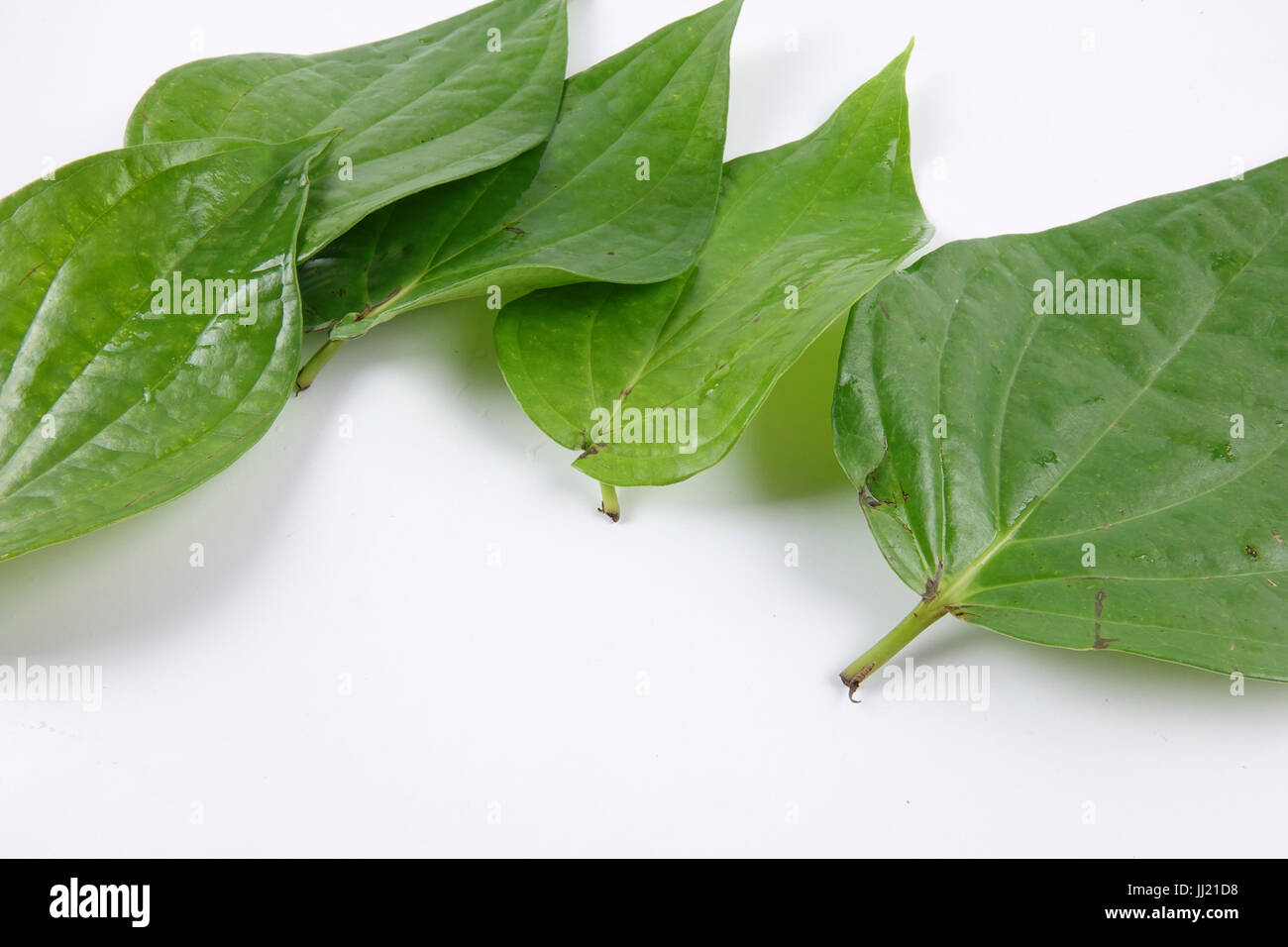 Betel leaf of Indian subcontinent Stock Photo - Alamy