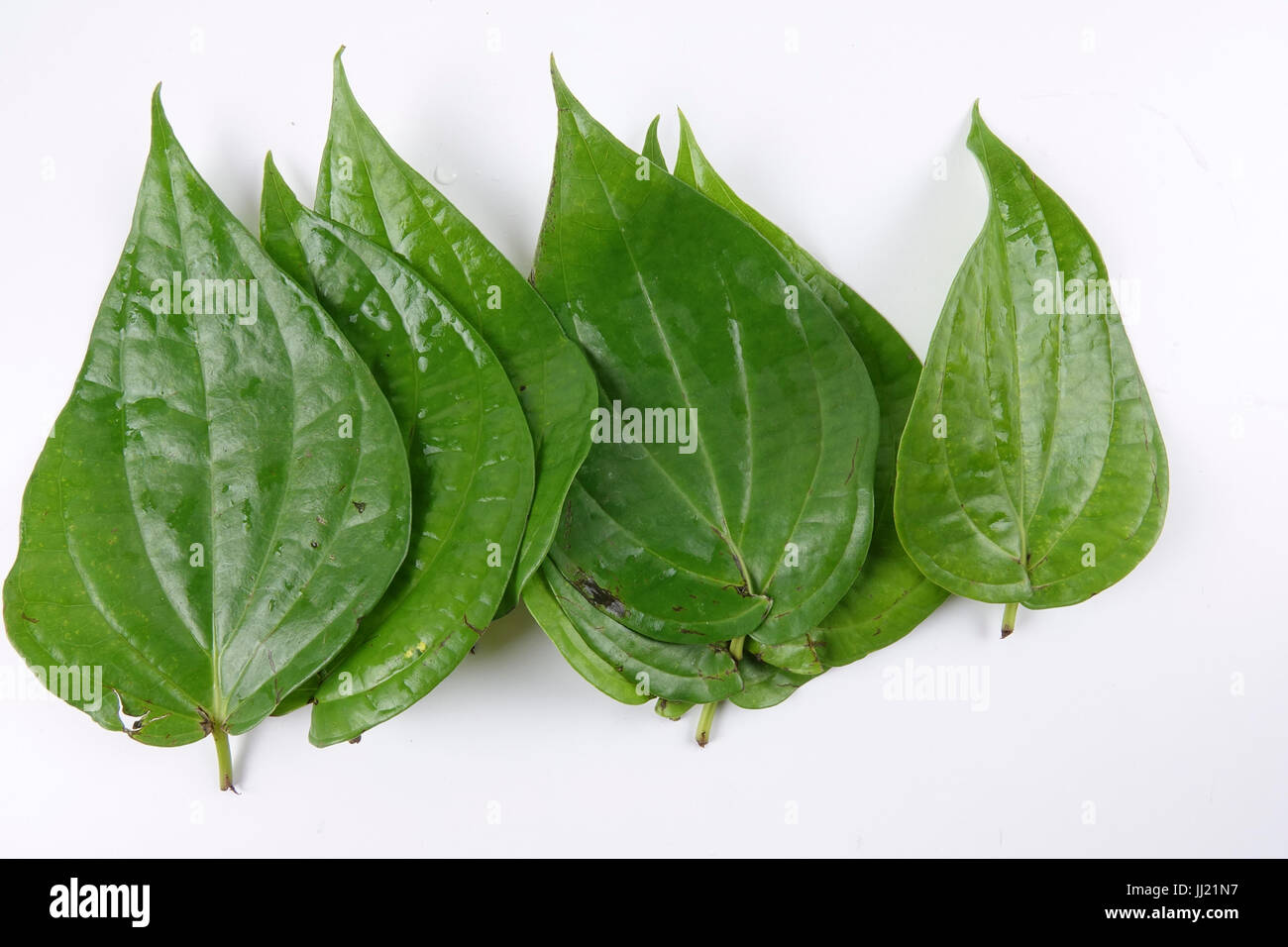 Betel leaf of Indian subcontinent Stock Photo - Alamy