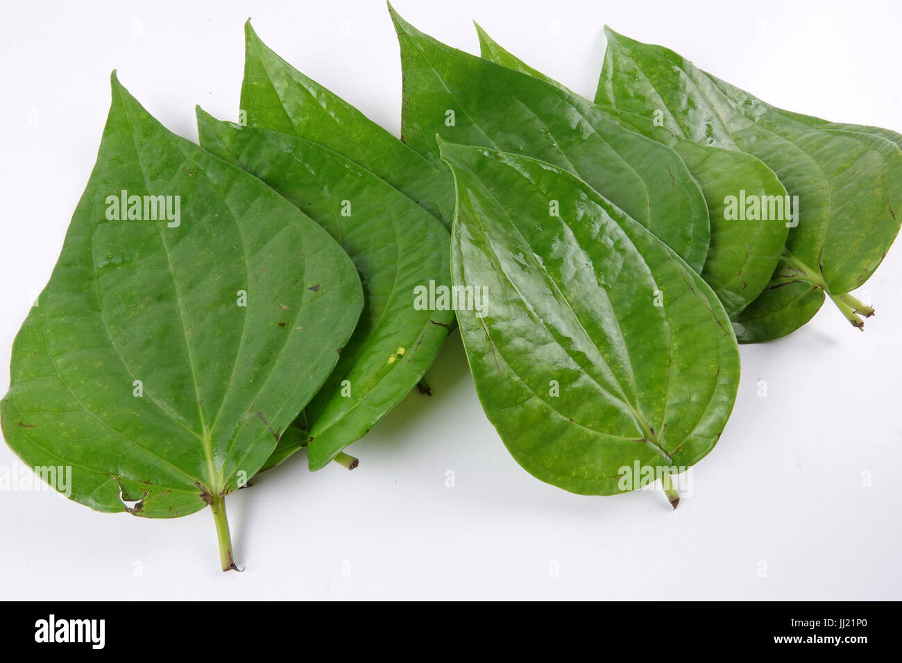 Betel leaf hi-res stock photography and images - Alamy